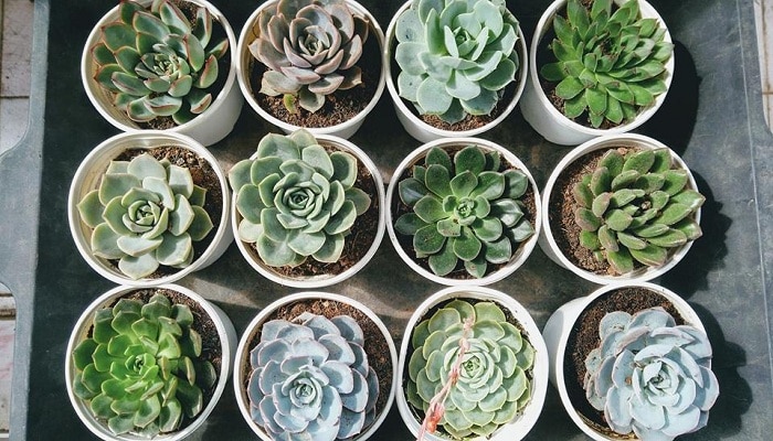 Chăm sóc sen đá như thế nào cho đúng cách ? - Công Decor đồ trang trí ...